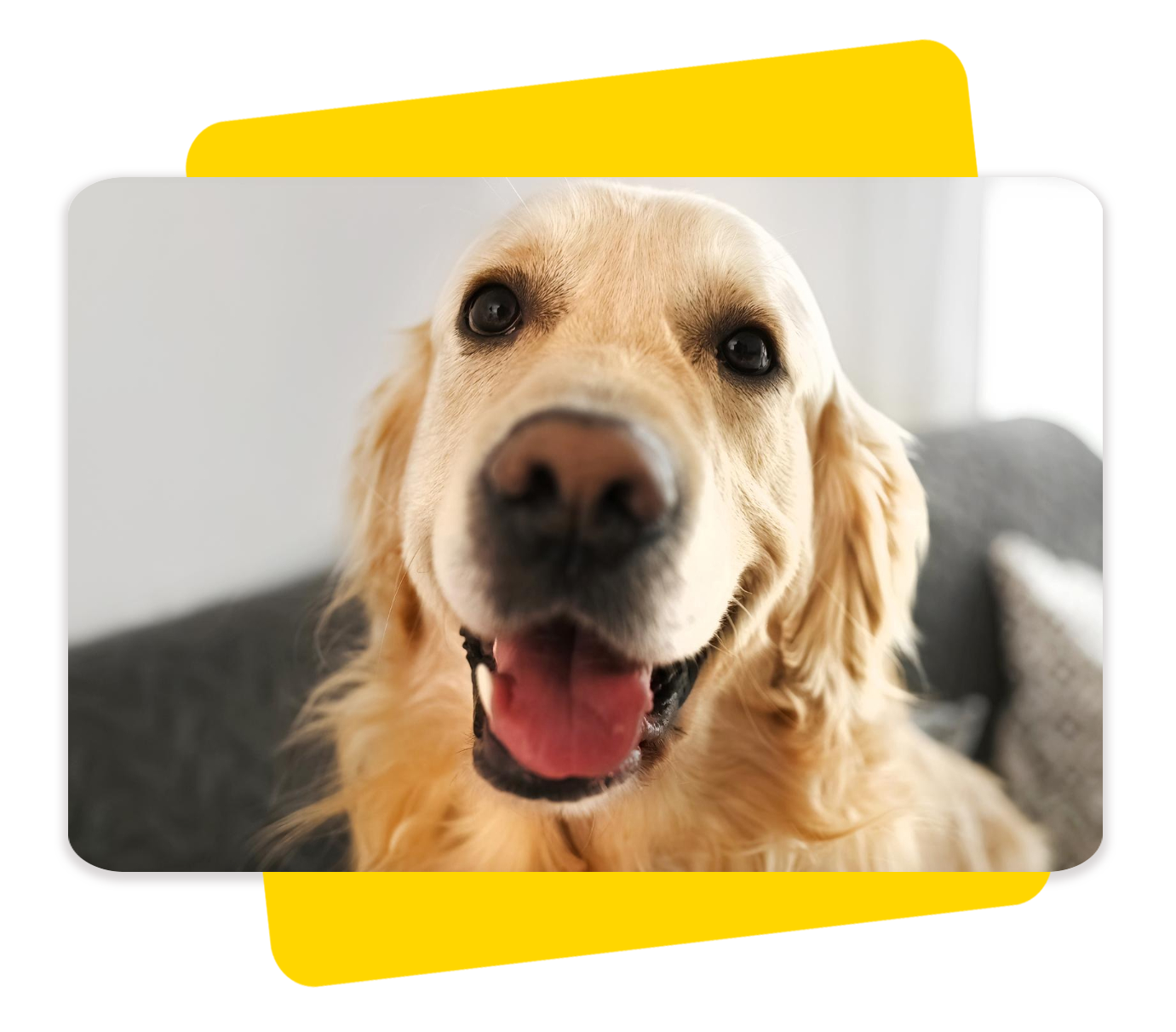 Everett Veterinary Hospital: Vet in Everett, Lynnwood, Edmonds, Marysville